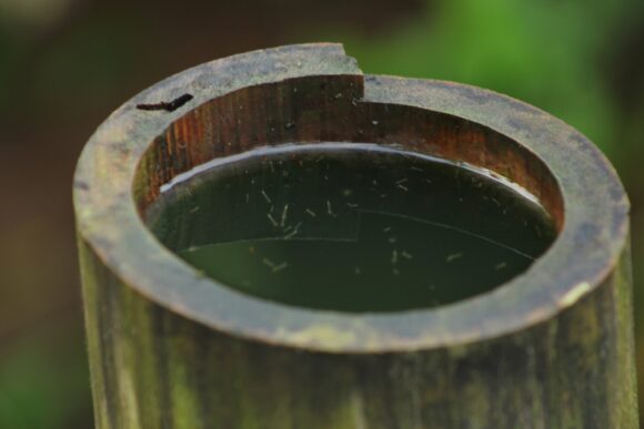 Standing Water After Storms: A Breeding Ground for Mosquitoes and How ...