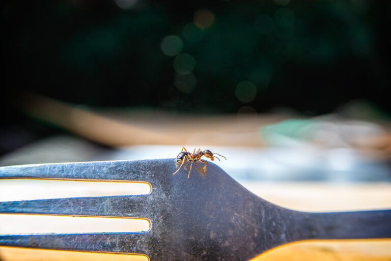 Top Signs You Have a Pest Infestation in Your Outer Banks Home - Outer ...