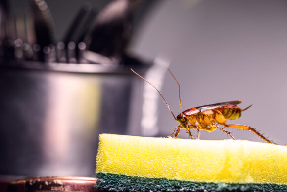 Spotlight on Common Pests: Identifying and Managing Roaches in the ...